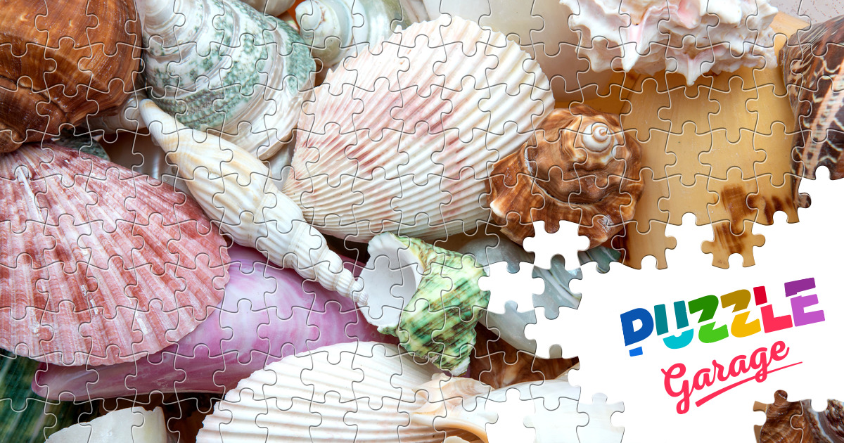 Collection of sea shells Jigsaw Puzzle (Other, Collecting) | Puzzle Garage