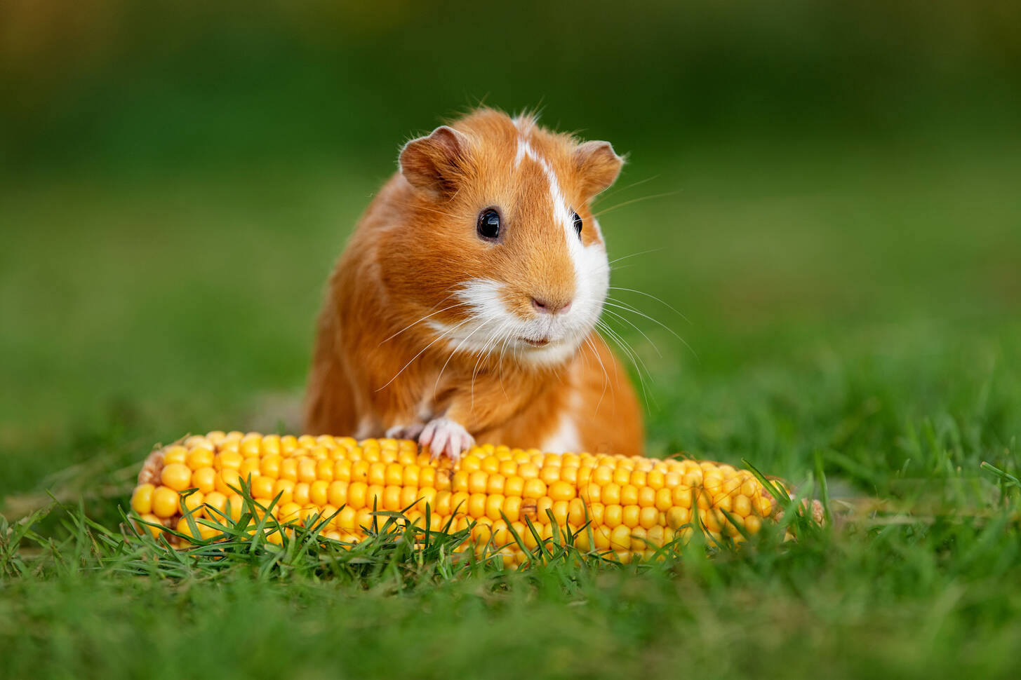 Guinea pig with corn Jigsaw Puzzle (Animals, Pets) | Puzzle Garage