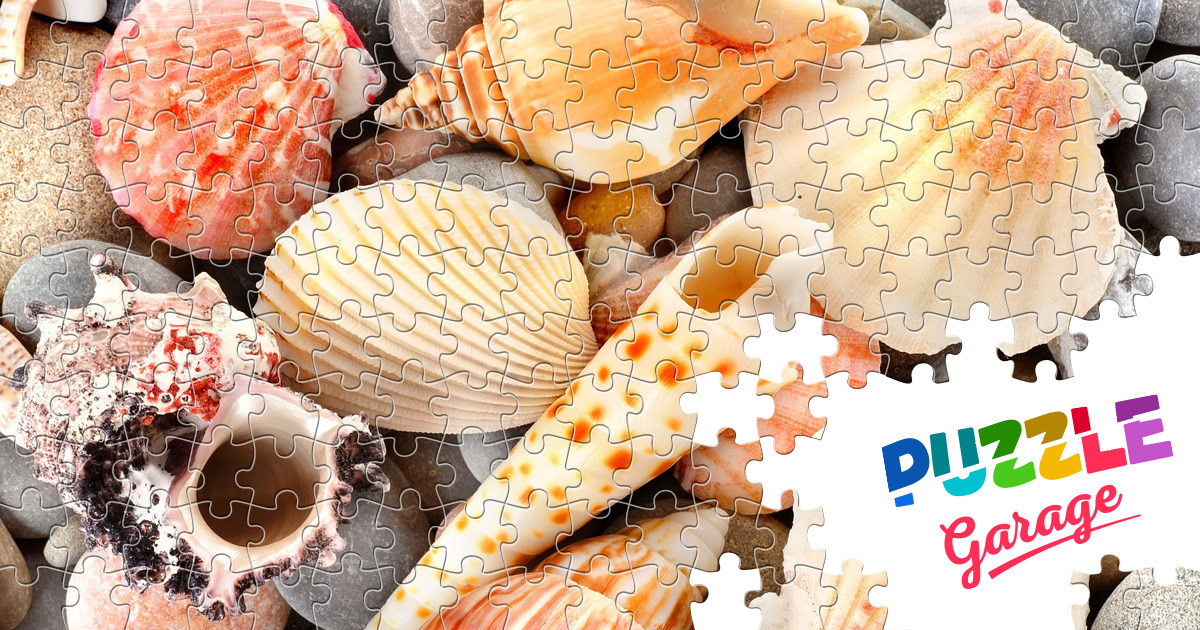 Sea shells on rocks Jigsaw Puzzle (Animals, Marine life) | Puzzle Garage