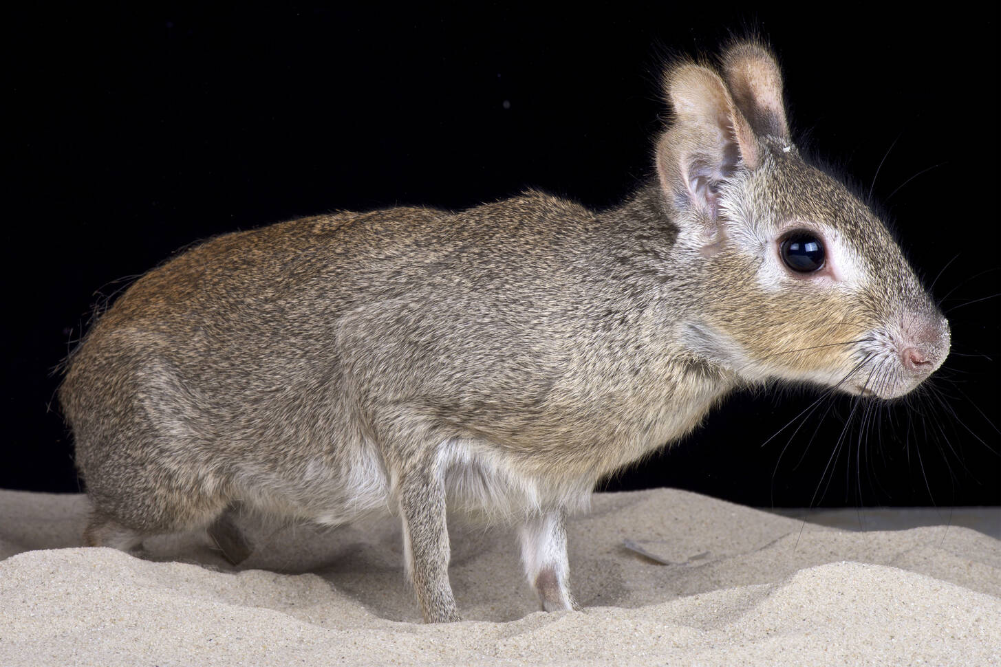 Chacoan mara Jigsaw Puzzle (Animals, Mammals) | Puzzle Garage