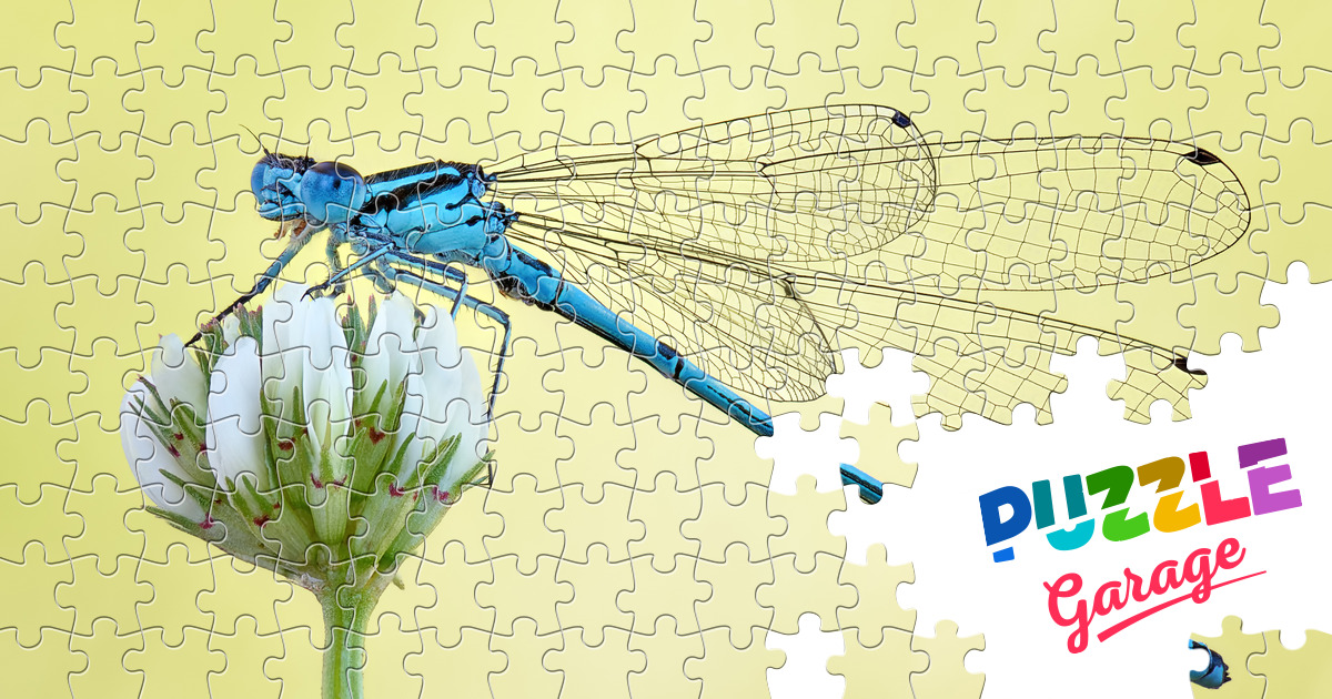Dragonfly on a flower Jigsaw Puzzle (Animals, Insects) | Puzzle Garage