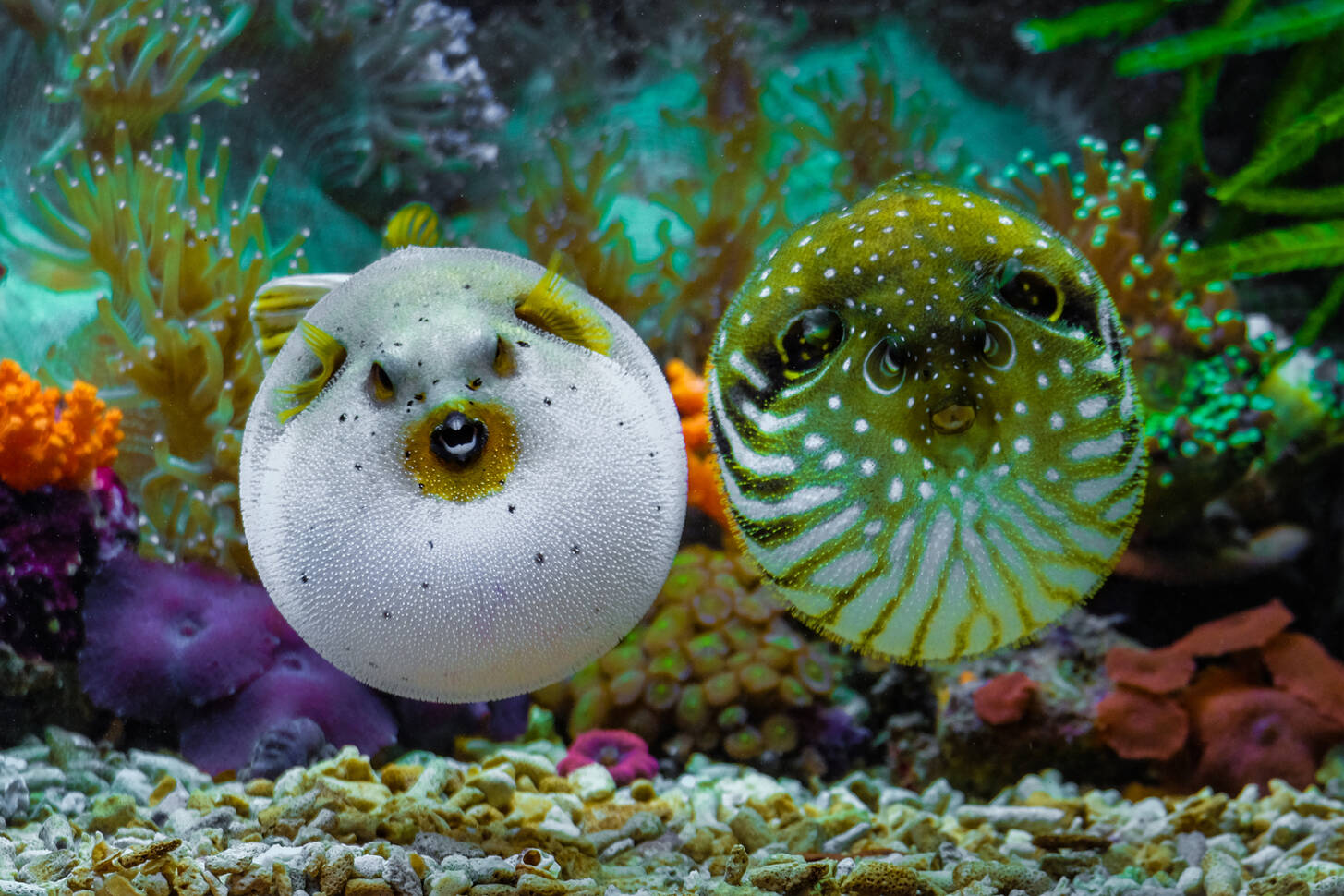 Puffer fish Jigsaw Puzzle (Animals, Marine life) | Puzzle Garage