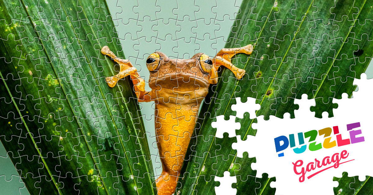 Frog on the leaves Jigsaw Puzzle (Animals, Amphibians) | Puzzle Garage