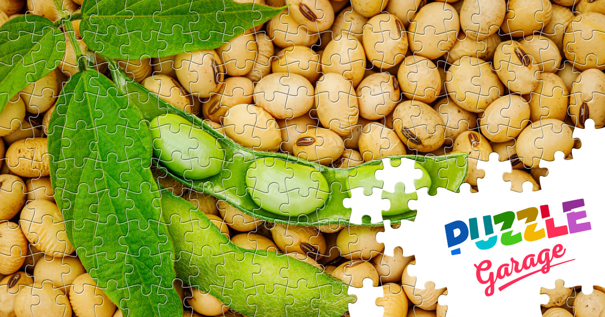 Soya beans Jigsaw Puzzle (Plants, Vegetables) | Puzzle Garage