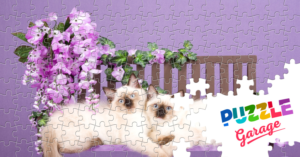 Ragdoll kittens Jigsaw Puzzle (Animals, Pets) | Puzzle Garage