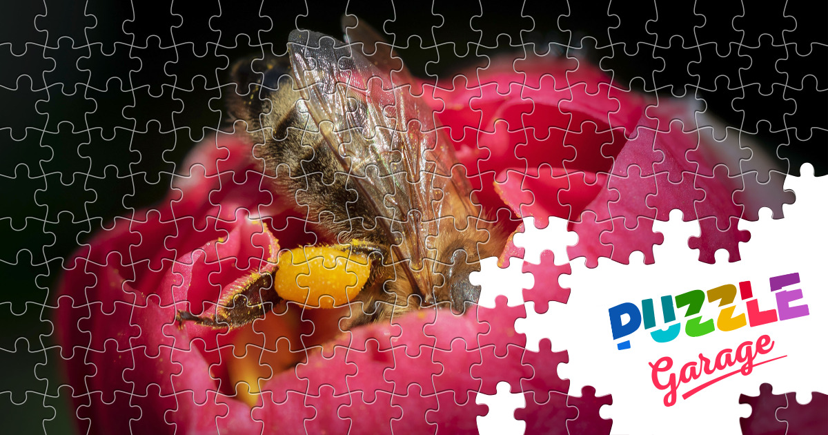 Bee in a flower Jigsaw Puzzle (Animals, Insects) | Puzzle Garage