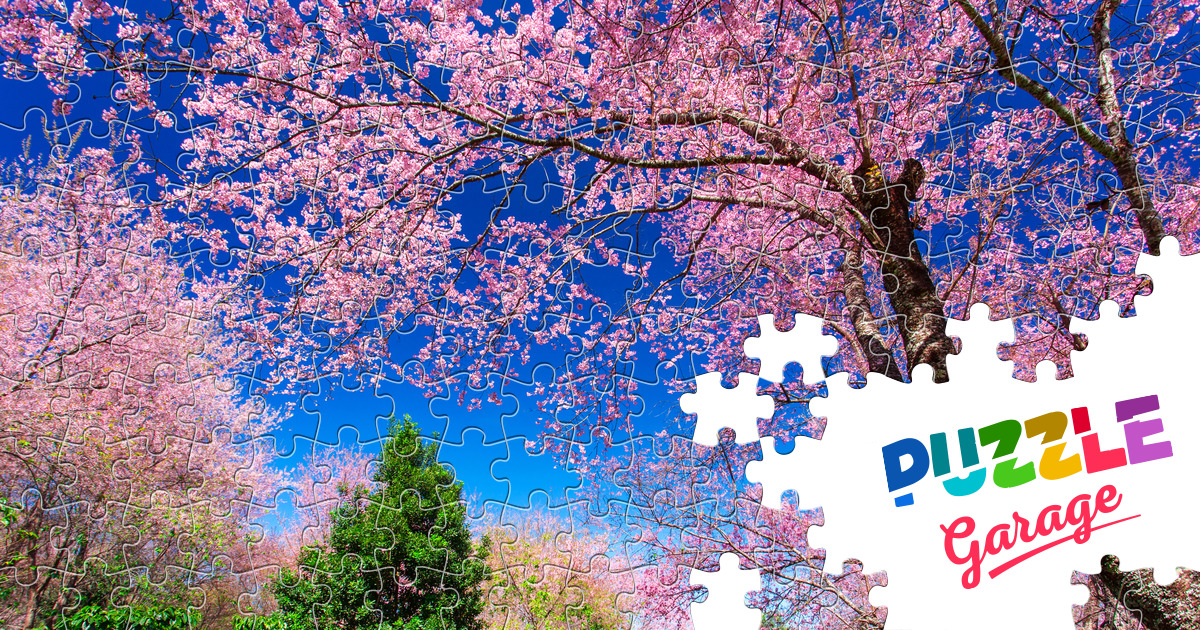 Sakura trees Jigsaw Puzzle (Plants, Trees) | Puzzle Garage