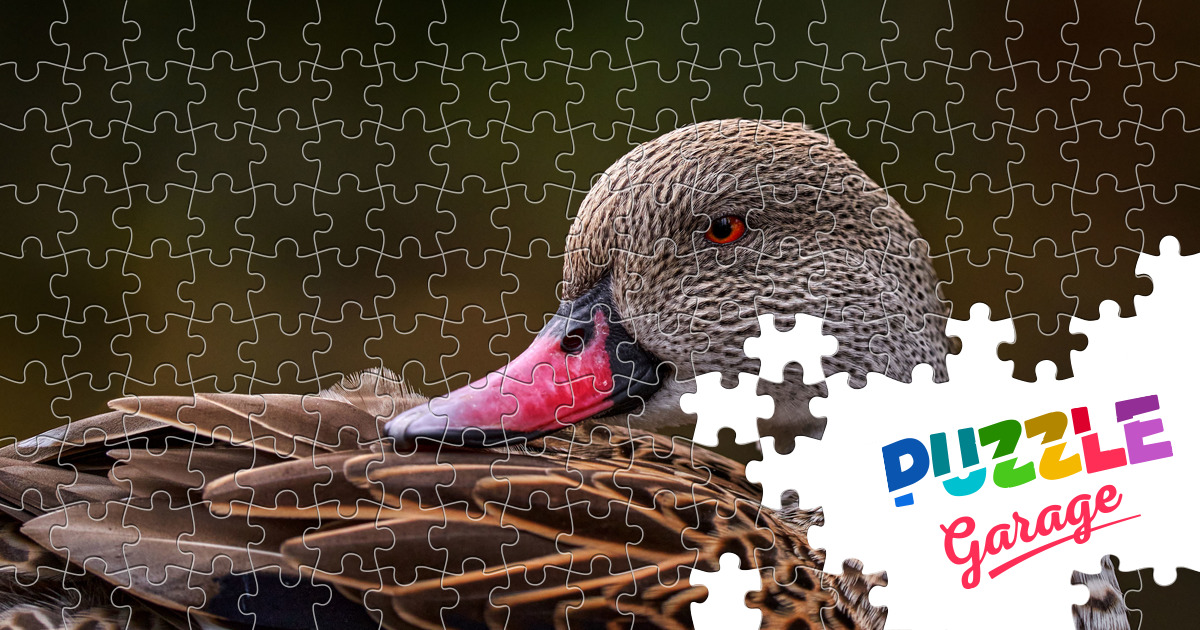 River duck Jigsaw Puzzle (Animals, Birds) | Puzzle Garage