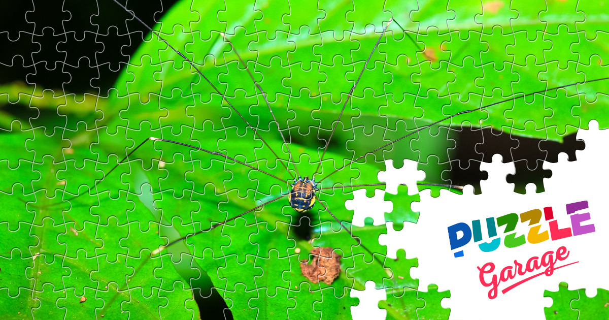 Pholcidae Jigsaw Puzzle (Animals, Insects) | Puzzle Garage
