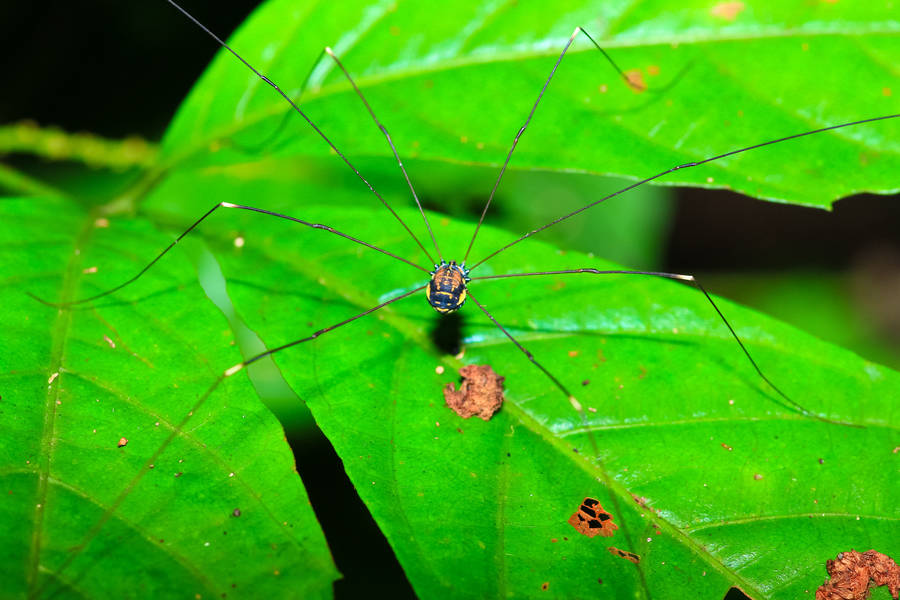 Insects Jigsaw Puzzles | Puzzle Garage (Page: 6)