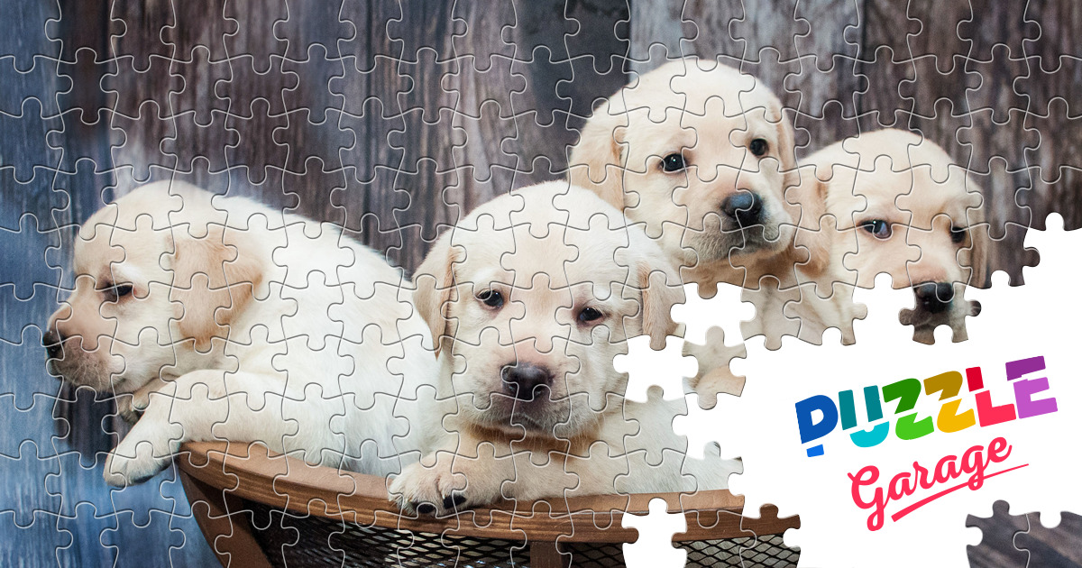 Labrador retriever puppies Jigsaw Puzzle (Animals, Pets) | Puzzle Garage