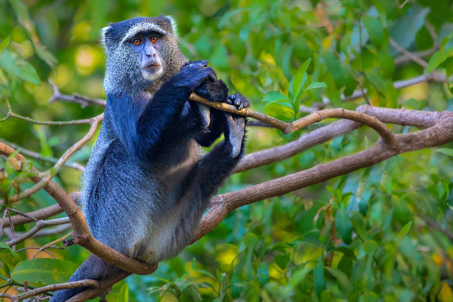 Monkey mandrill Jigsaw Puzzle (Animals, Primates) | Puzzle Garage