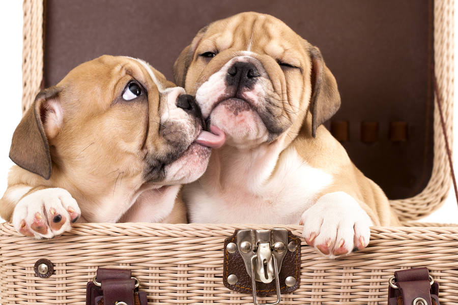 Pets - collection of online Jigsaw Puzzles | Puzzle Garage