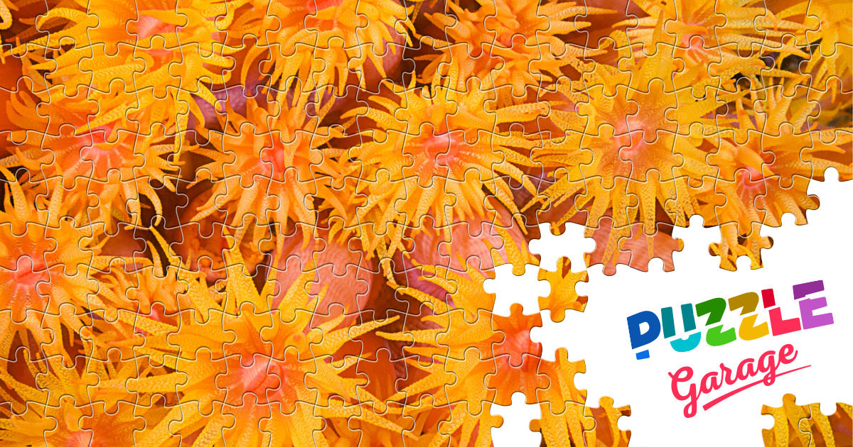 Orange coral Jigsaw Puzzle (Animals, Marine life) | Puzzle Garage