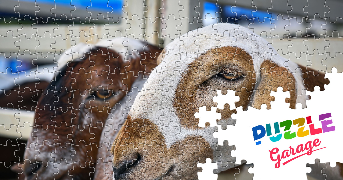 Goats on the farm Jigsaw Puzzle (Animals, Pets) | Puzzle Garage