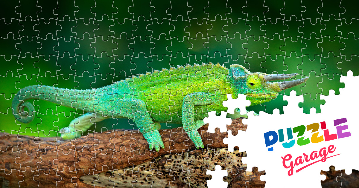 Jackson's chameleon Jigsaw Puzzle (Animals, Reptiles) | Puzzle Garage