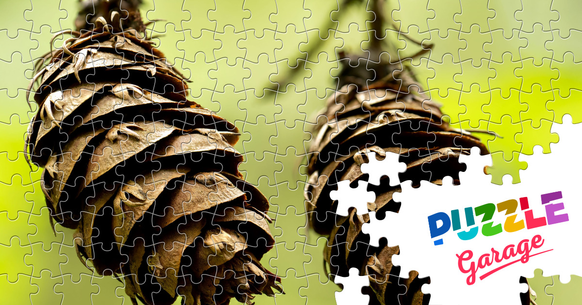 Pine cones Jigsaw Puzzle (Other, Macro) | Puzzle Garage