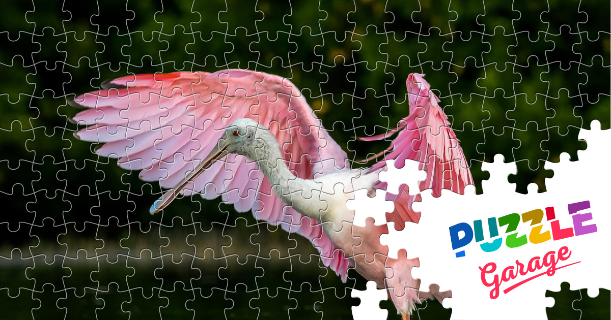 Roseate spoonbill Jigsaw Puzzle (Animals, Birds) | Puzzle Garage