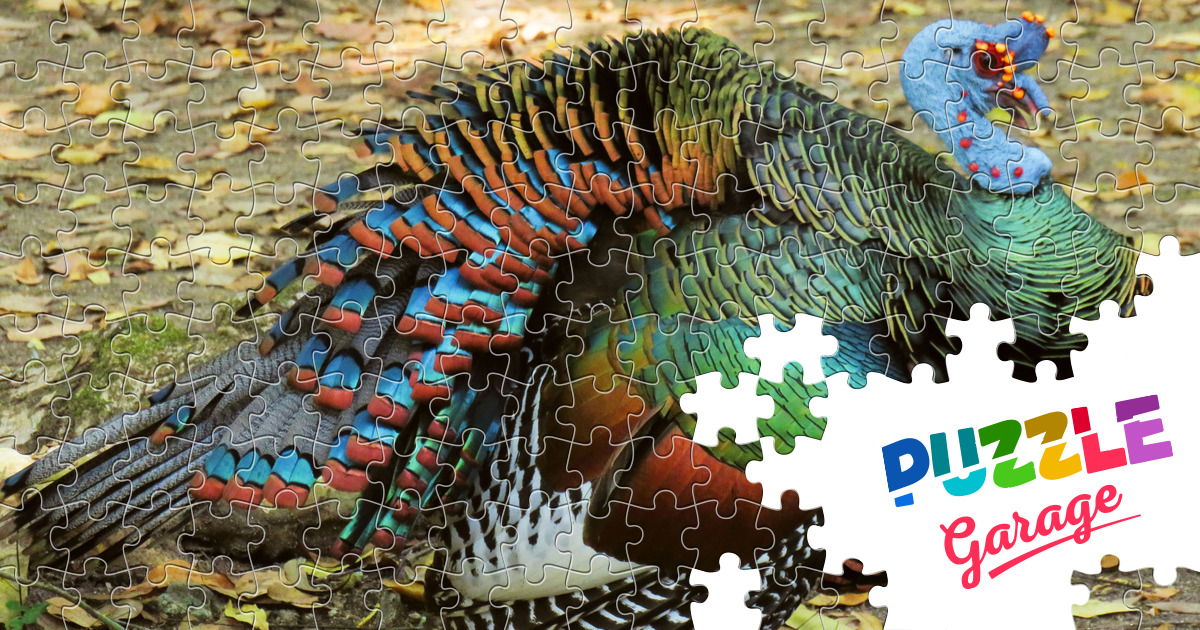 Ocellated turkey Jigsaw Puzzle (Animals, Birds) | Puzzle Garage