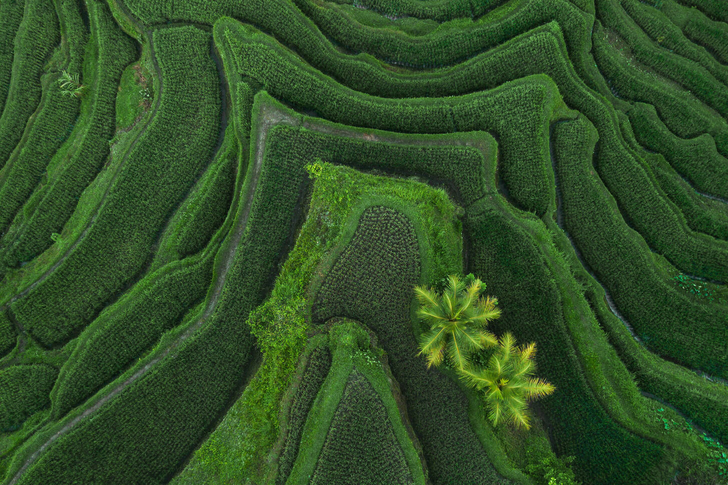 View of the rice terraces Jigsaw Puzzle (Other, Aerial view) | Puzzle ...