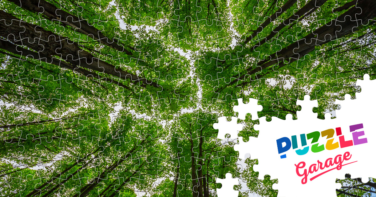 Tall trees Jigsaw Puzzle (Plants, Trees) | Puzzle Garage