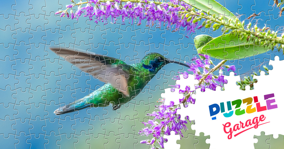 Hummingbird in flight Jigsaw Puzzle (Animals, Birds) | Puzzle Garage