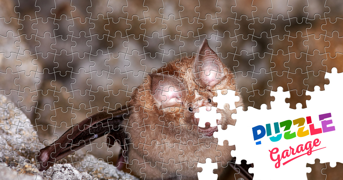 Lesser Horseshoe Bat Jigsaw Puzzle (Animals, Mammals) | Puzzle Garage