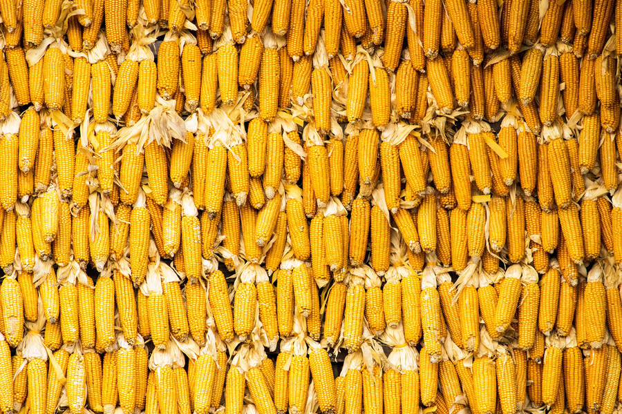 Assorted corn Jigsaw Puzzle (Plants, Vegetables) | Puzzle Garage