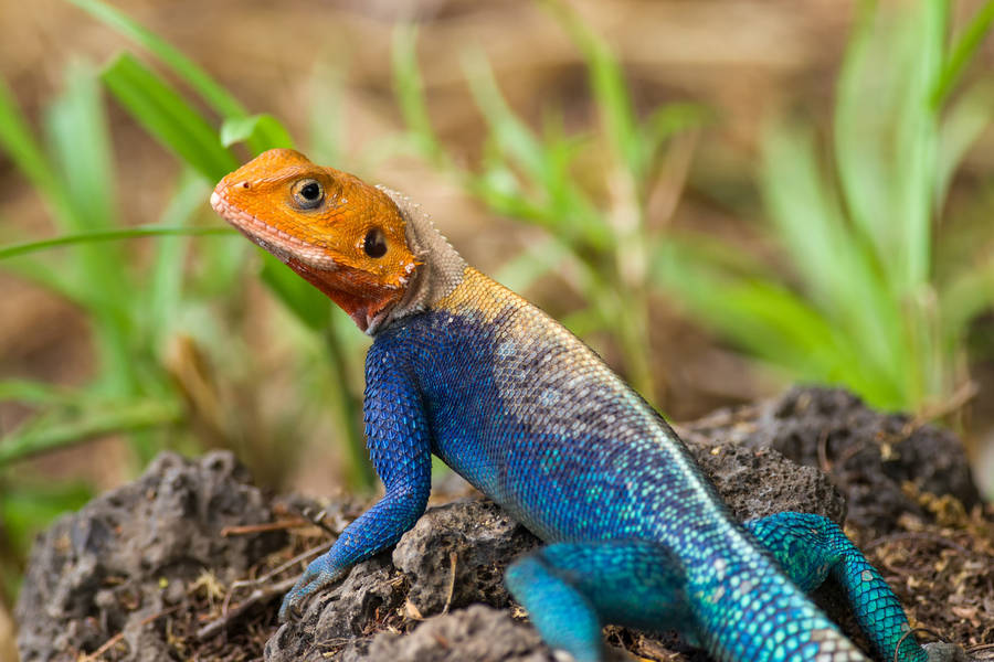 Salamander Jigsaw Puzzle (Animals, Reptiles) | Puzzle Garage