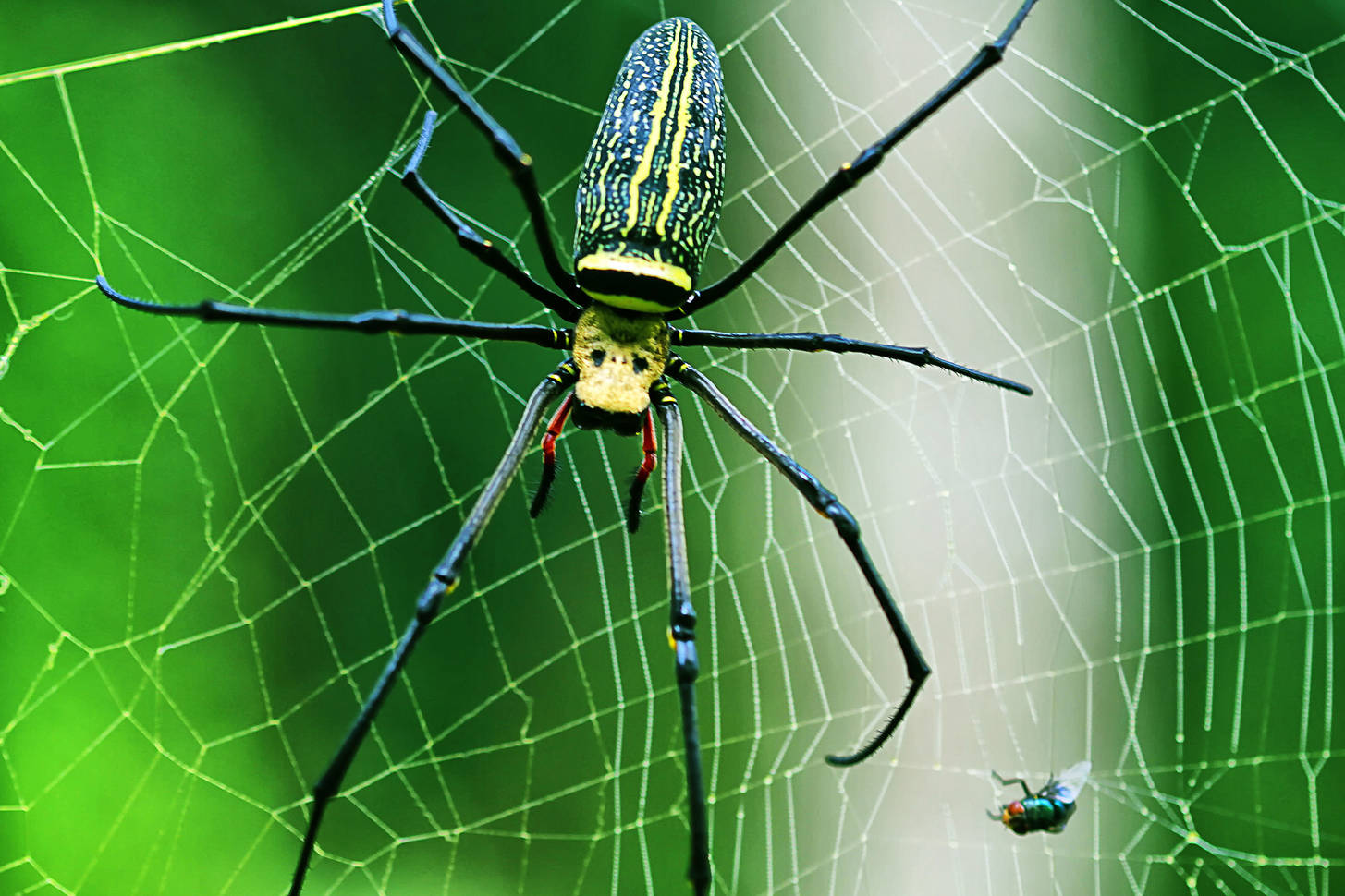 Big spider on a web Jigsaw Puzzle (Animals, Insects) | Puzzle Garage