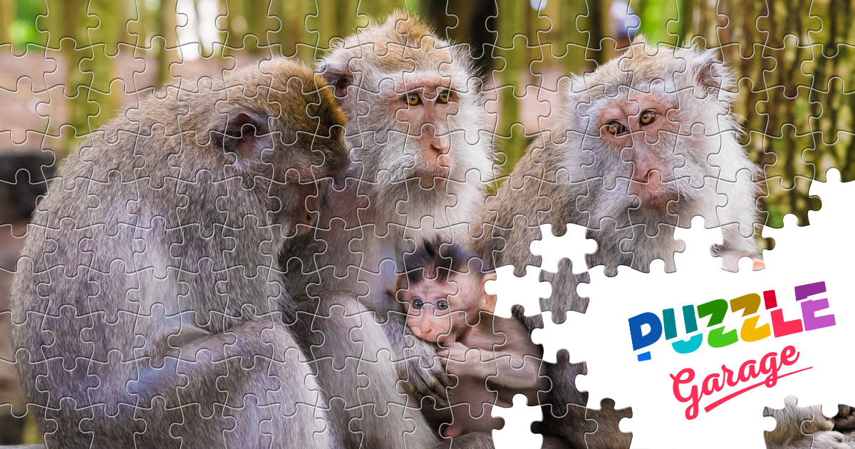 Macaque Jigsaw Puzzle (Animals, Primates) | Puzzle Garage