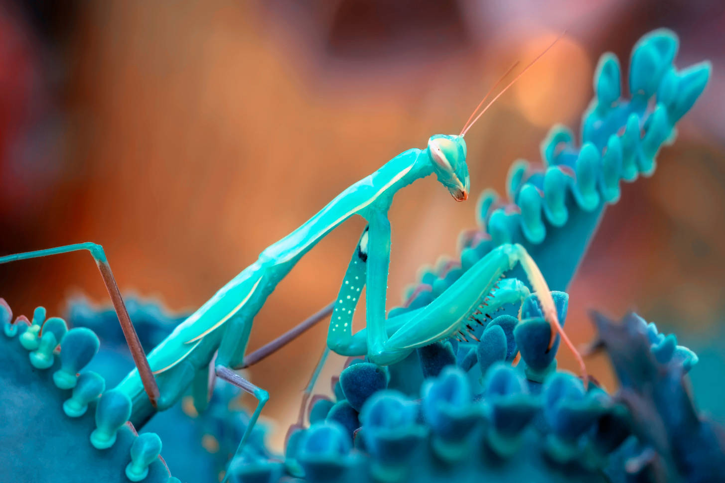 Blue mantis Jigsaw Puzzle (Animals, Insects) | Puzzle Garage