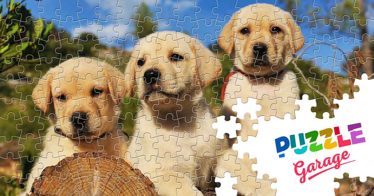 Labrador puppies Jigsaw Puzzle (Animals, Pets) | Puzzle Garage