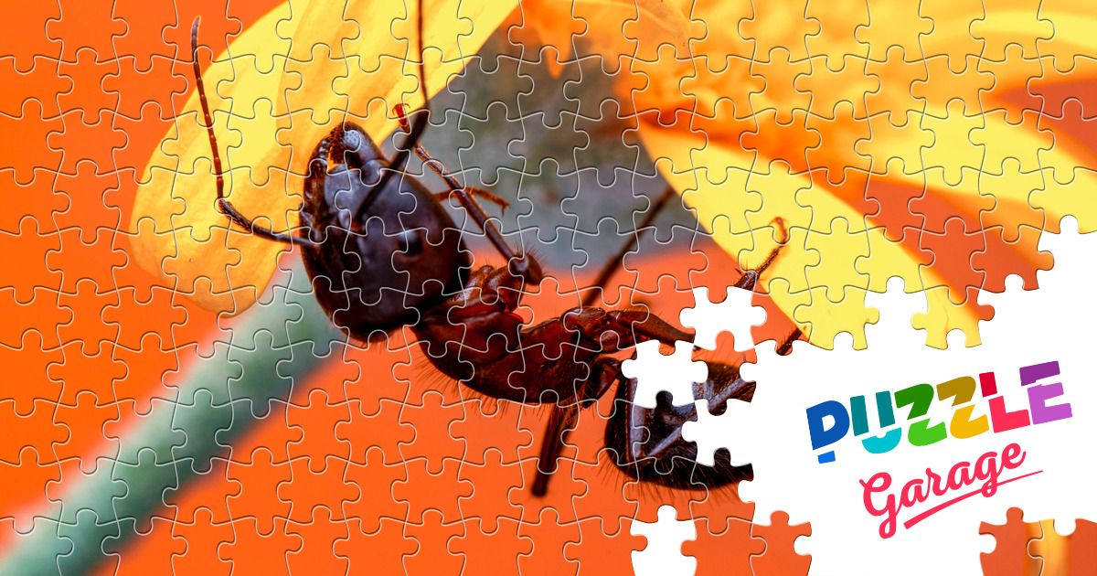 Red ant Jigsaw Puzzle (Animals, Insects) | Puzzle Garage
