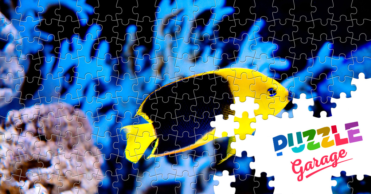 Angel fish Jigsaw Puzzle (Animals, Marine life) | Puzzle Garage