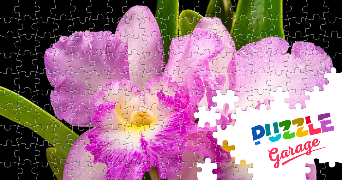 Purple orchids on black background Jigsaw Puzzle (Plants, Flowers ...