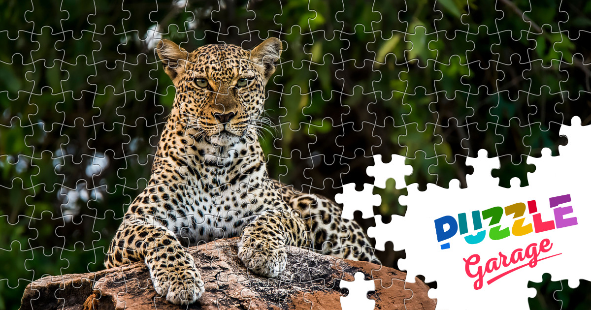 African leopard Jigsaw Puzzle (Animals, Mammals) | Puzzle Garage