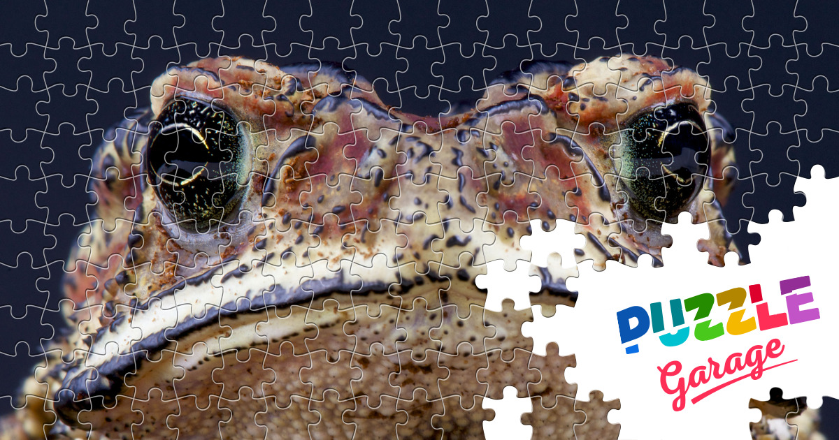Malayan toad Jigsaw Puzzle (Animals, Amphibians) | Puzzle Garage