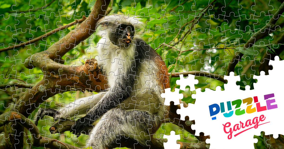 Colobus Kirka Jigsaw Puzzle (Animals, Primates) | Puzzle Garage