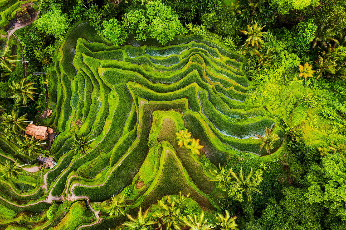 Rice terraces in Bali Jigsaw Puzzle (Countries, Indonesia) | Puzzle Garage