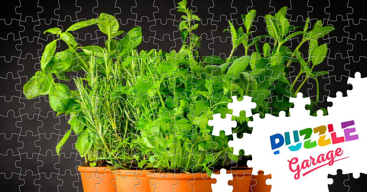 Spicy herbs in pots Jigsaw Puzzle (Home, Food) | Puzzle Garage