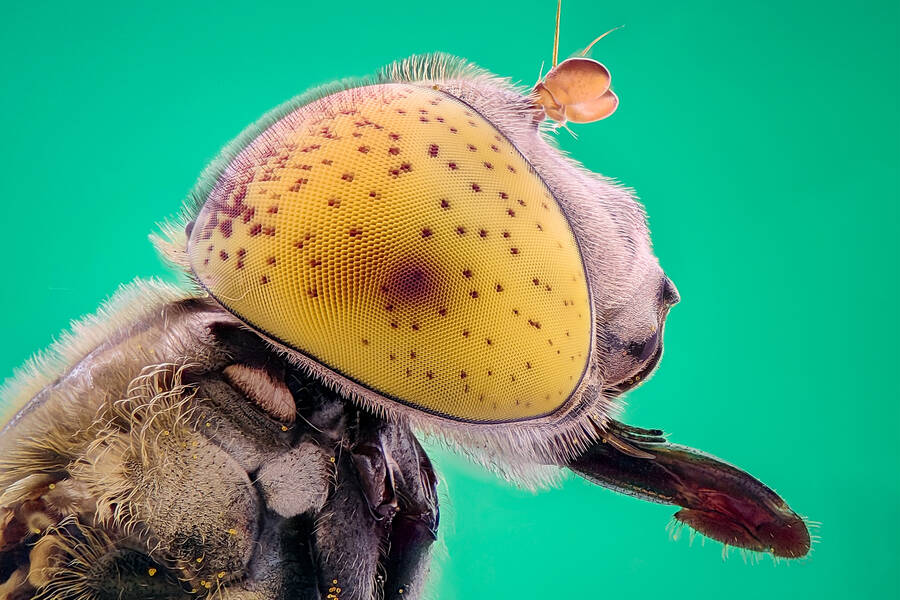 Yellow fly Jigsaw Puzzle (Animals, Insects) | Puzzle Garage