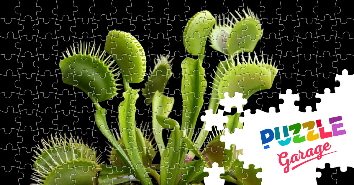 Venus flytrap Jigsaw Puzzle (Plants, Flowers) | Puzzle Garage