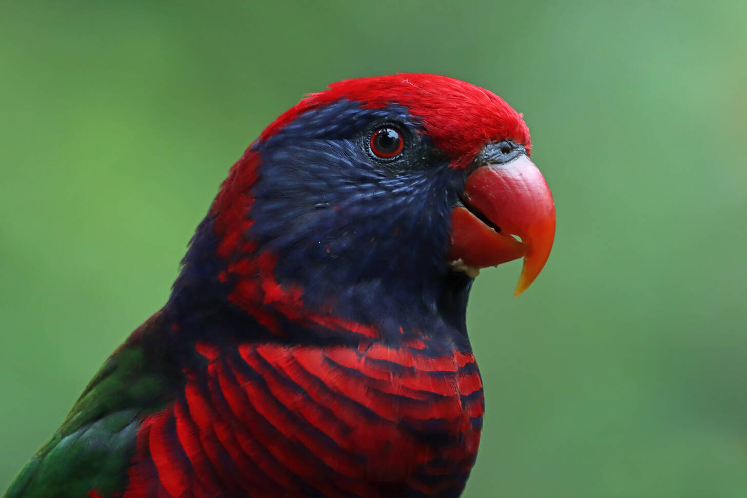 Portrait of Laurie Jigsaw Puzzle (Animals, Birds) | Puzzle Garage