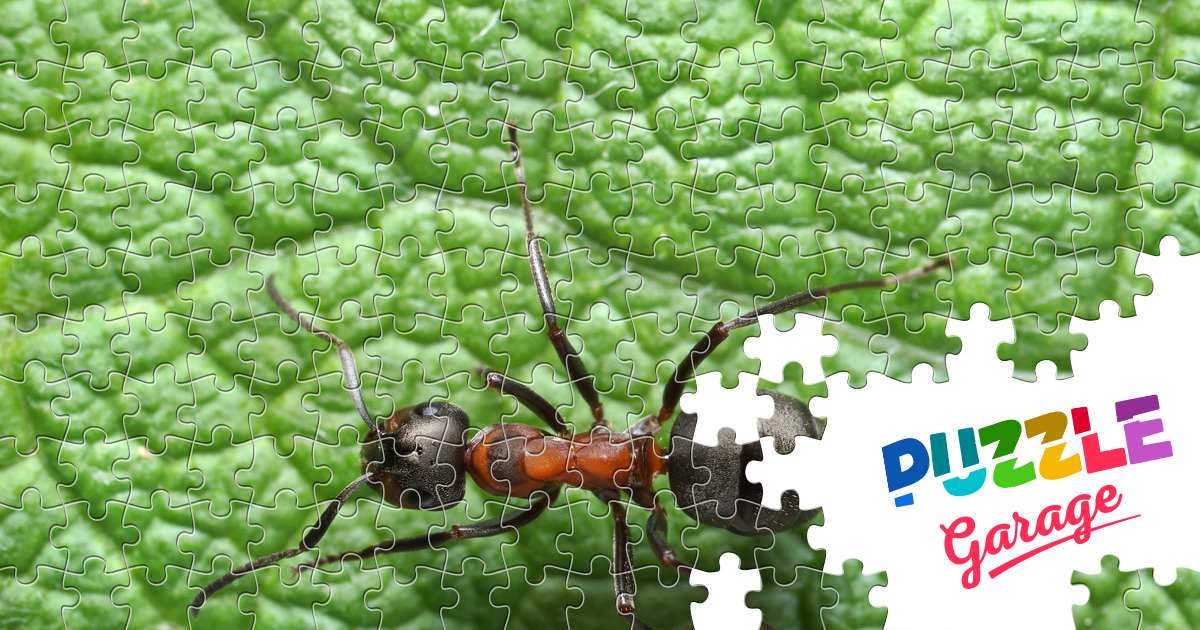 Ant on a green leaf Jigsaw Puzzle (Animals, Insects) | Puzzle Garage
