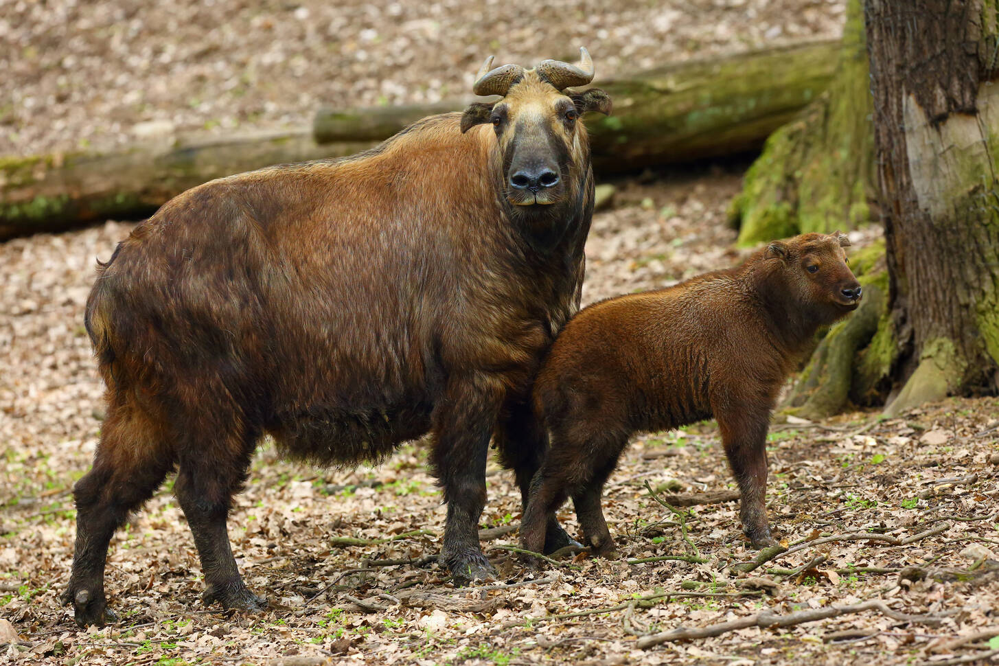 Mishmi Takin Jigsaw Puzzle (Animals, Mammals) | Puzzle Garage