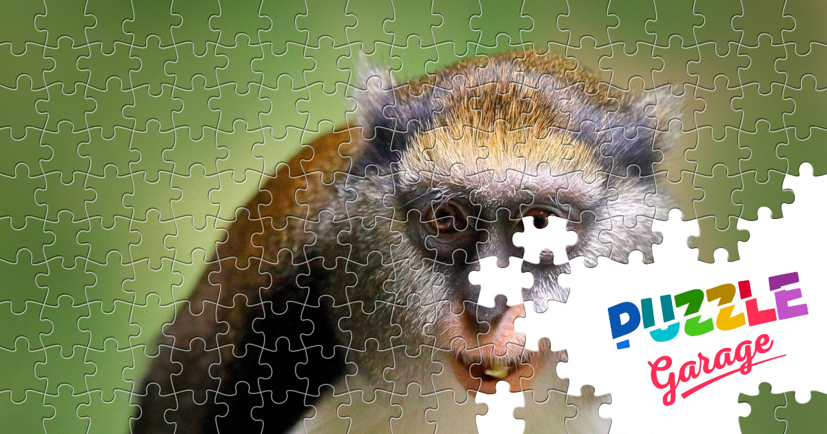 Campbell's monkey Jigsaw Puzzle (Animals, Primates) | Puzzle Garage