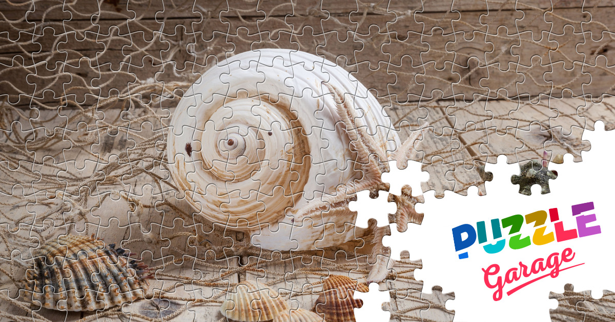 Scallops and shells Jigsaw Puzzle (Animals, Marine life) | Puzzle Garage