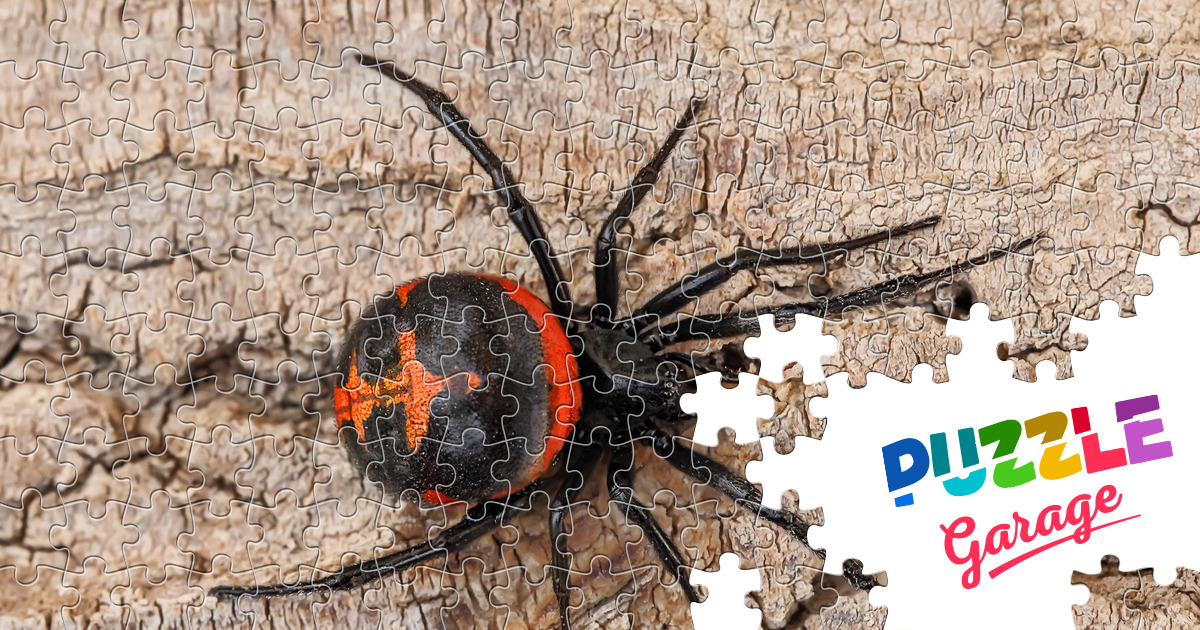 Svart enke-edderkopp Puslespill (Dyr, Insekter) | Puzzle Garage