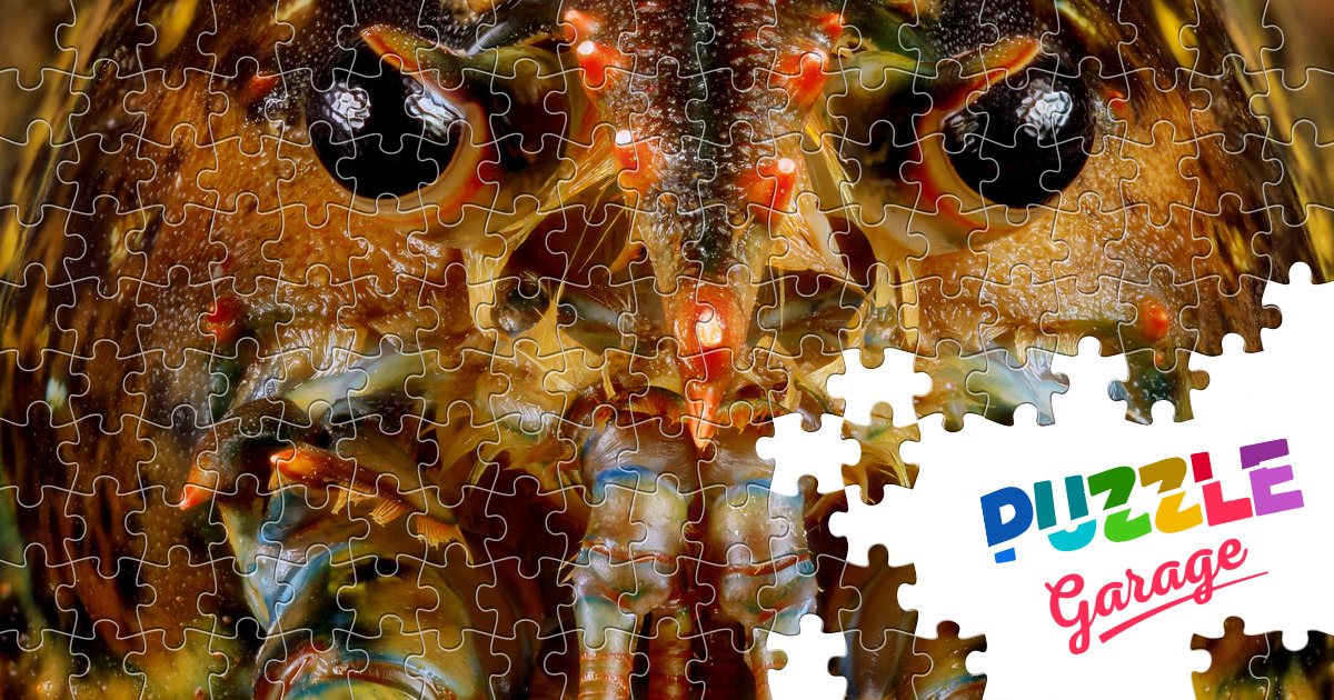 Lobster macro Jigsaw Puzzle (Other, Macro) | Puzzle Garage